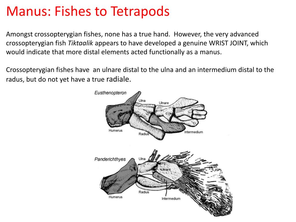 PPT - BIOLOGY 524 POSTCRANIAL SKELETON - IV ANTEBRACHIUM AND MANUS S. S ...