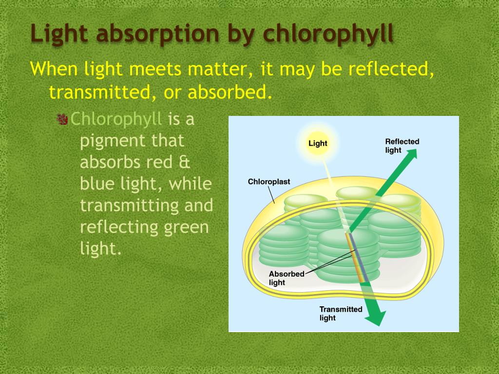 PPT - Photosynthesis PowerPoint Presentation, free download - ID:2133098