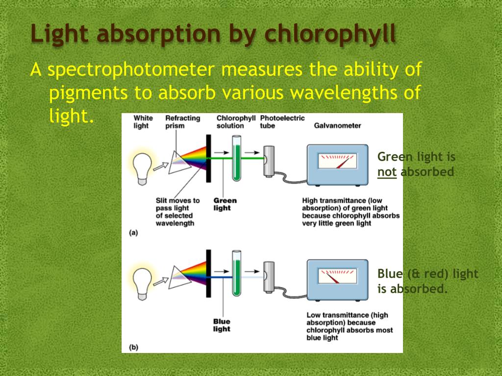 PPT - Photosynthesis PowerPoint Presentation, free download - ID:2133098