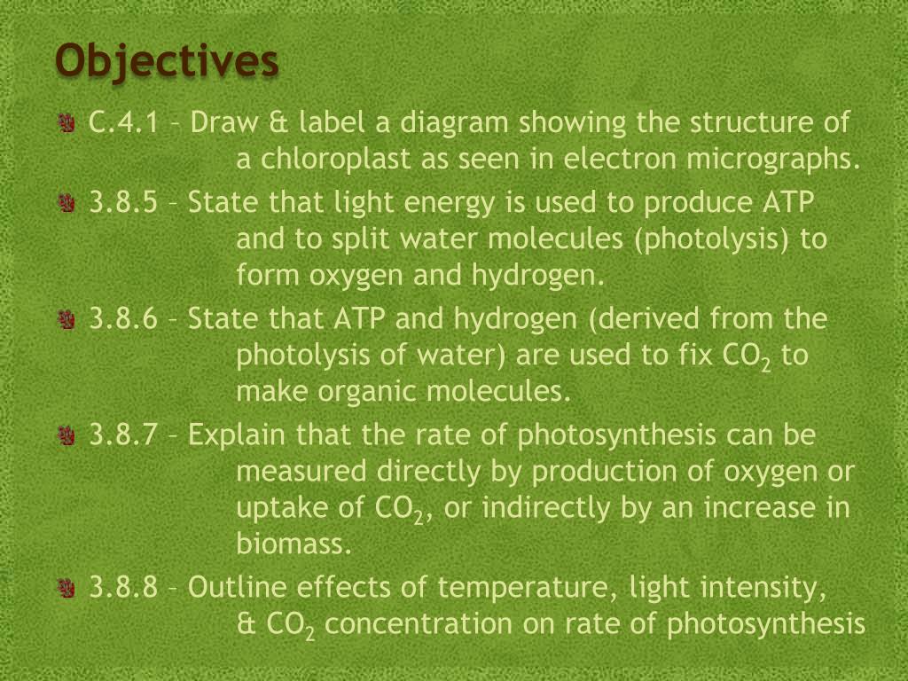 PPT - Photosynthesis PowerPoint Presentation, free download - ID:2133098