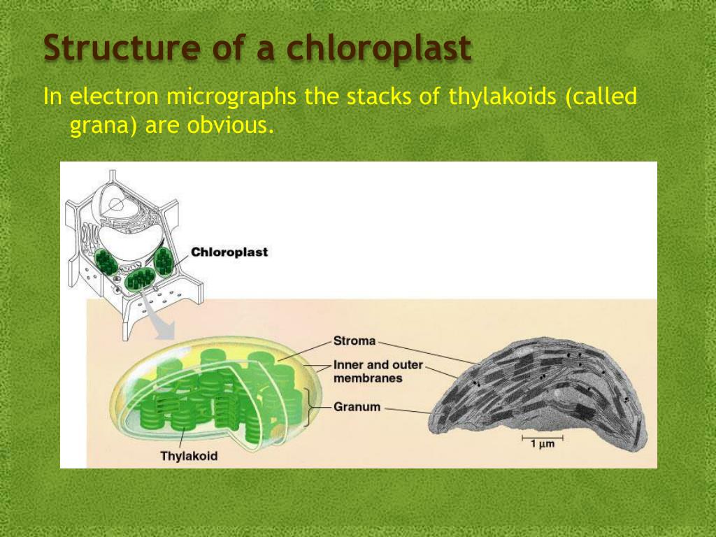 PPT - Photosynthesis PowerPoint Presentation, free download - ID:2133098