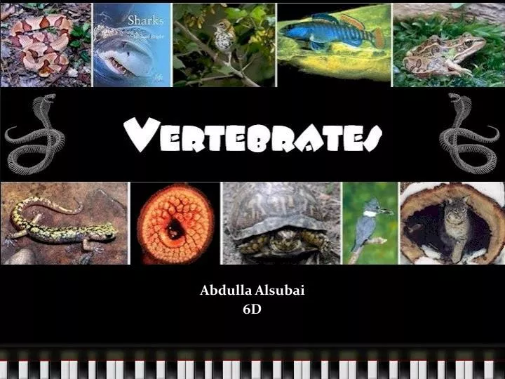 PPT - Vertebrates PowerPoint Presentation, free download - ID:2133444