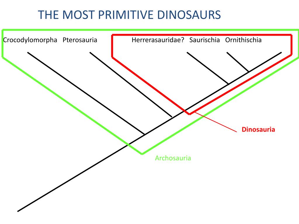 PPT - Stuart S. Sumida Biology 342 ( Simplified)Phylogeny of ...