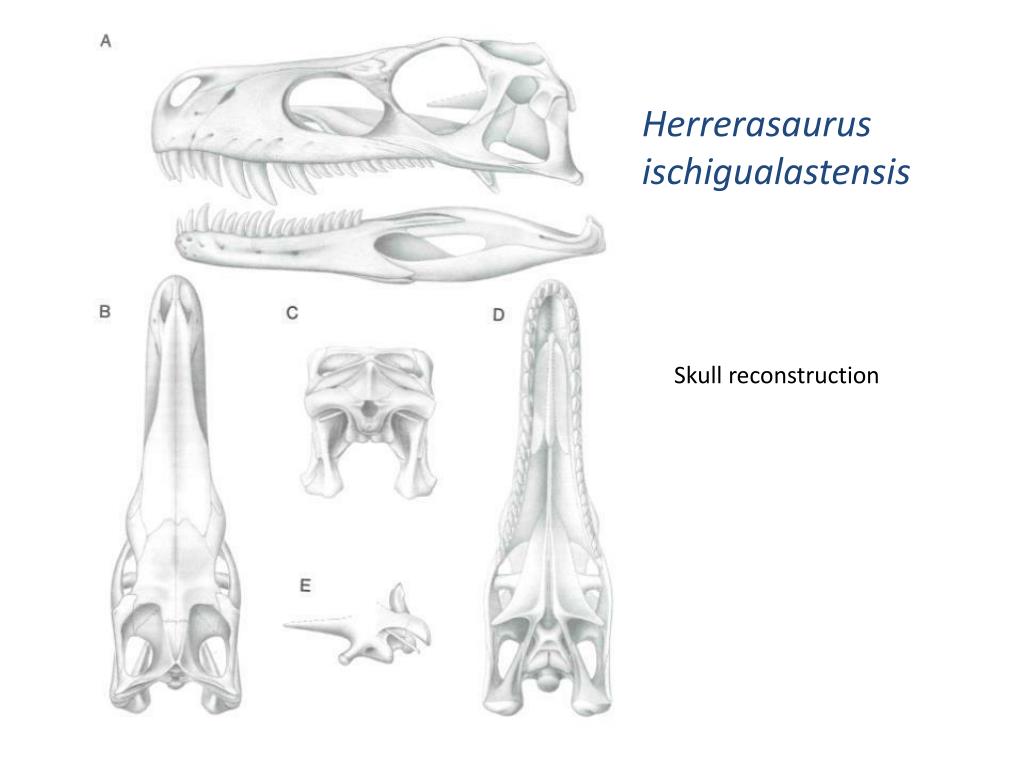 PPT - Stuart S. Sumida Biology 342 ( Simplified)Phylogeny of ...
