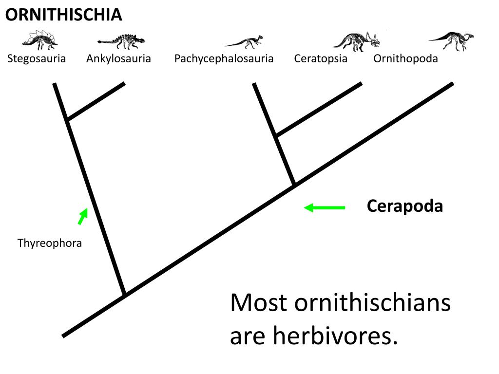 PPT - Stuart S. Sumida Biology 342 ( Simplified)Phylogeny of ...