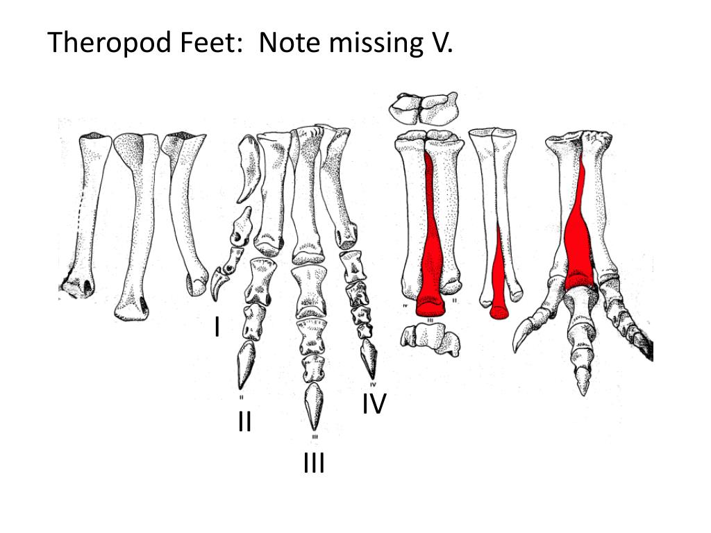 PPT - Stuart S. Sumida Biology 342 ( Simplified)Phylogeny of ...