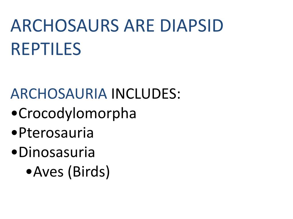 PPT - Stuart S. Sumida Biology 342 ( Simplified)Phylogeny of ...