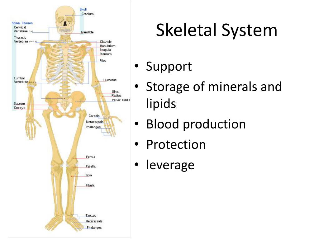 Bbc Ks3 Biology Skeletal And Muscular Systems Revision 1 1C4 Bbc Ks3 Biology Skeletal And Muscular Systems Revision 1 1C4