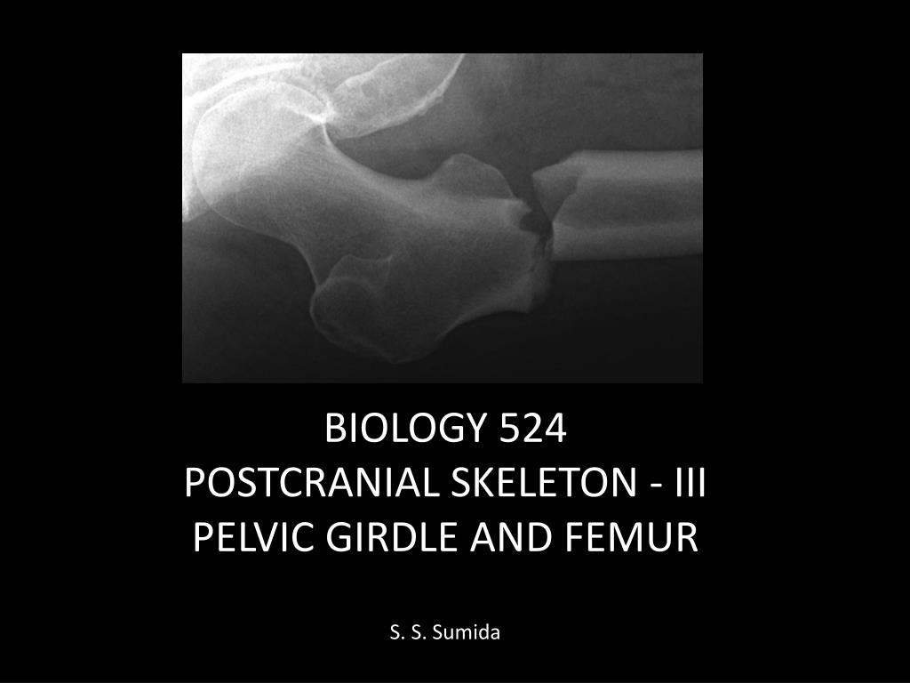 PPT - BIOLOGY 524 POSTCRANIAL SKELETON - III PELVIC GIRDLE AND FEMUR S ...