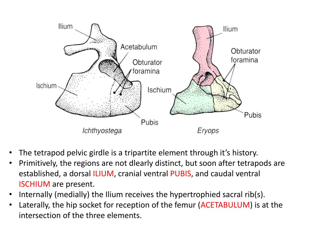 PPT - BIOLOGY 524 POSTCRANIAL SKELETON - III PELVIC GIRDLE AND FEMUR S ...