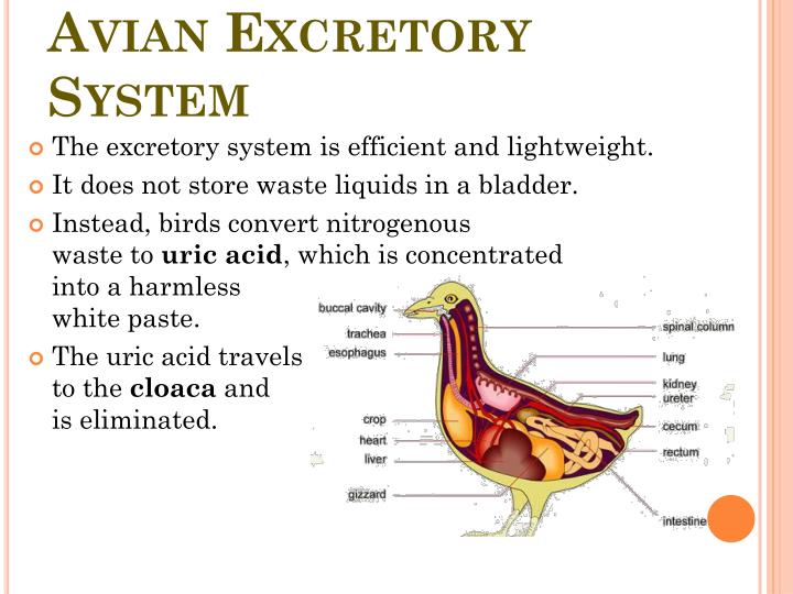 PPT - Birds PowerPoint Presentation - ID:2133490