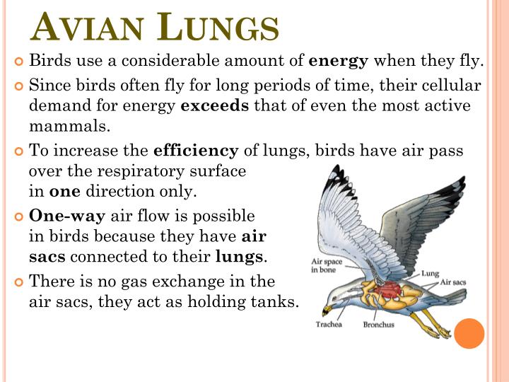 PPT - Birds PowerPoint Presentation - ID:2133490