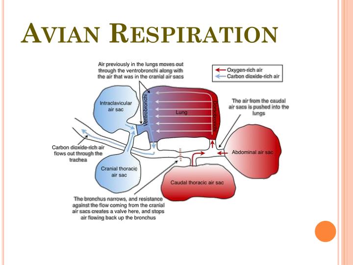 Diagram Of Airflow Through The Avian Respiratory System Bird