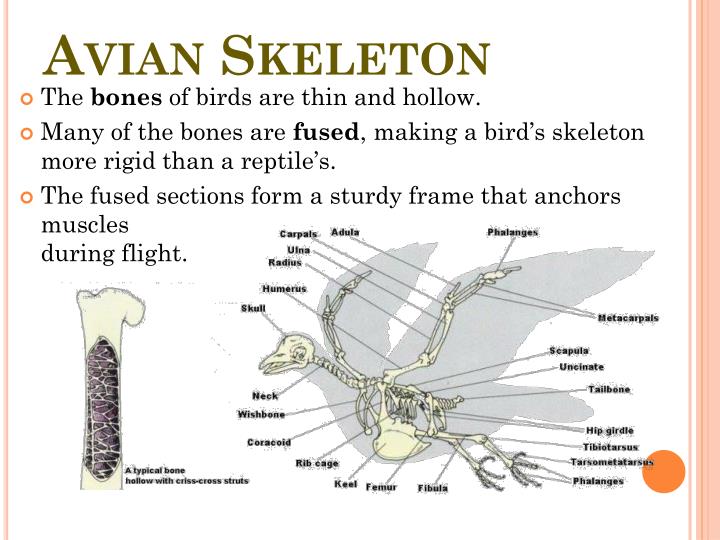 PPT - Birds PowerPoint Presentation - ID:2133490