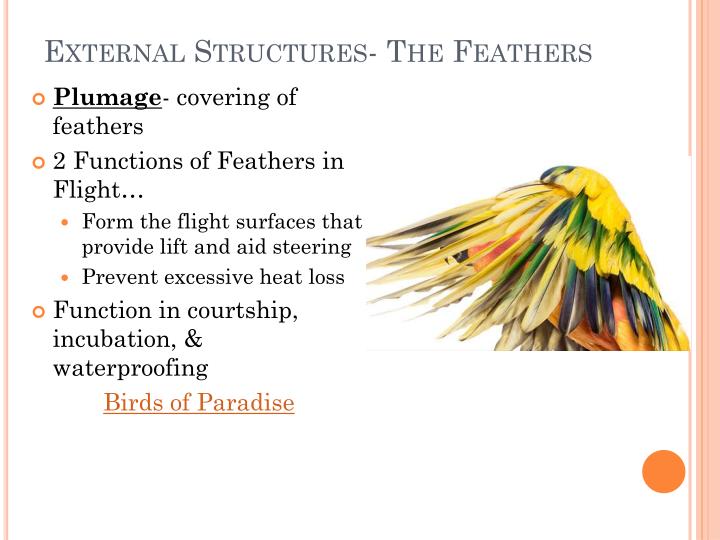 PPT - Birds PowerPoint Presentation - ID:2133490