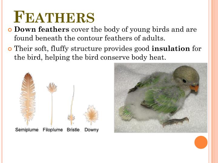 PPT - Birds PowerPoint Presentation - ID:2133490