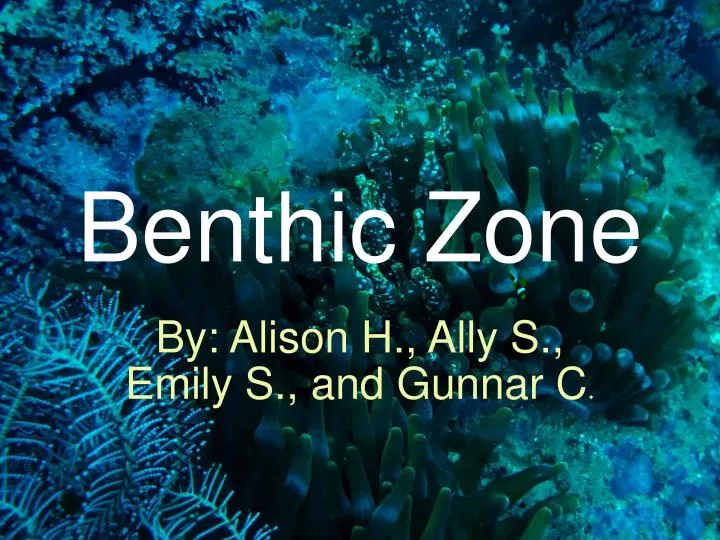 PPT - Benthic Zone PowerPoint Presentation, free download - ID:2133504