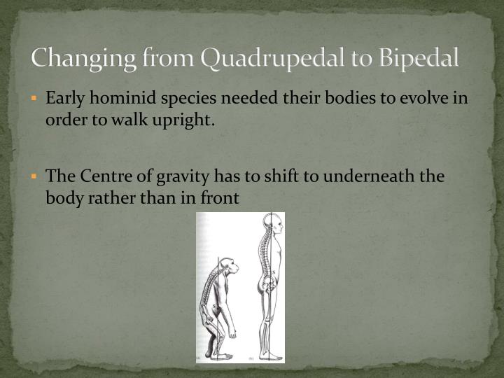 PPT - Bipedalism! PowerPoint Presentation - ID:2133678