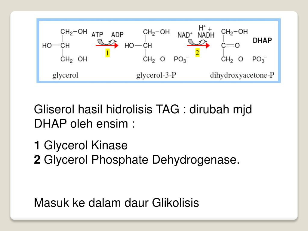 PPT - DEGRADASI LIPID OKSIDASI ASAM LEMAK BIOSINTESIS LIPID MELIPUTI ...