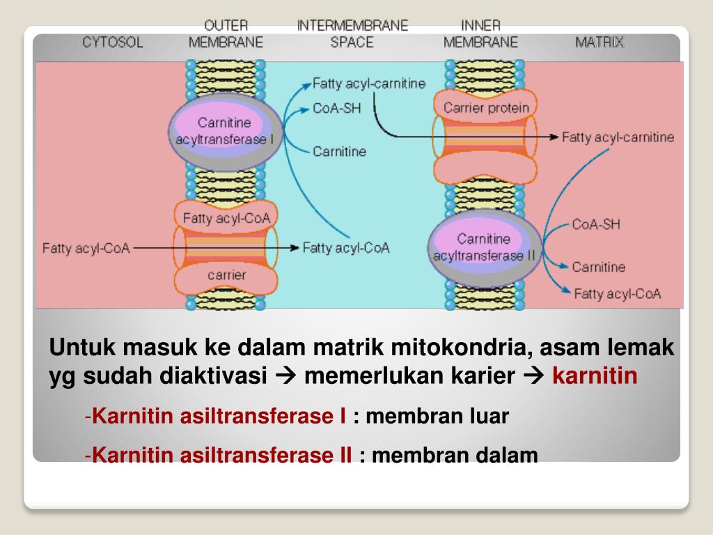 PPT - DEGRADASI LIPID OKSIDASI ASAM LEMAK BIOSINTESIS LIPID MELIPUTI ...