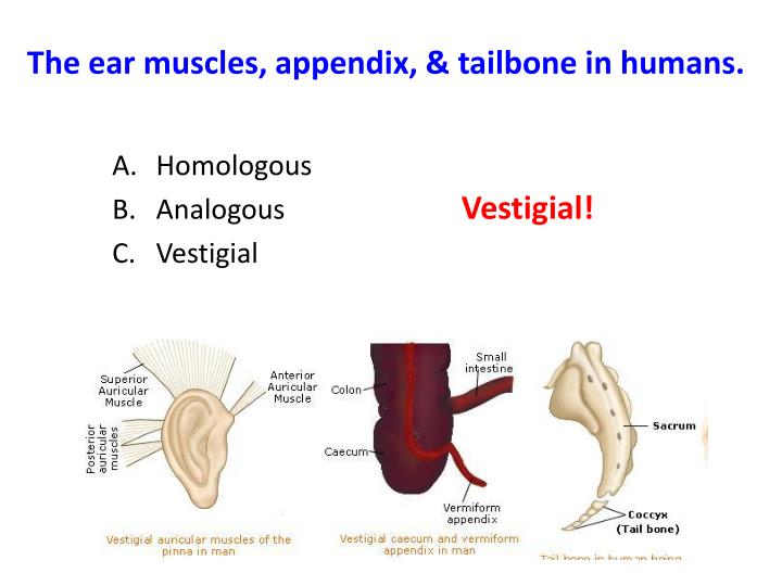 PPT - Have you seen this famous image? PowerPoint Presentation - ID:2134044