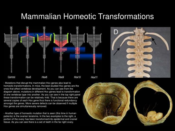 PPT - Establishment of the Body Plan in Drosophila PowerPoint ...