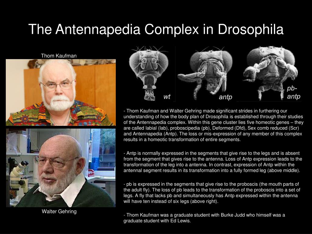 PPT - Establishment of the Body Plan in Drosophila PowerPoint ...