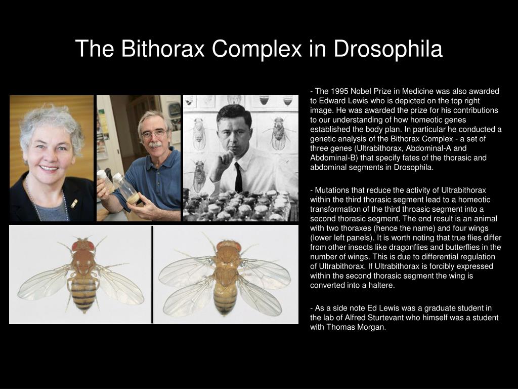 PPT - Establishment of the Body Plan in Drosophila PowerPoint ...