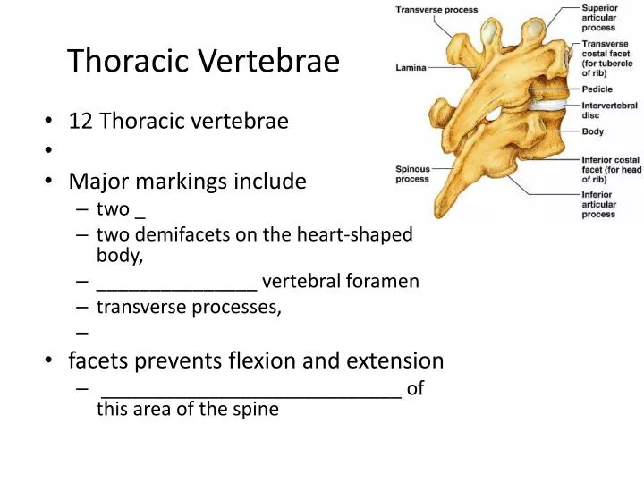 PPT - Thoracic Vertebrae PowerPoint Presentation, free download - ID ...