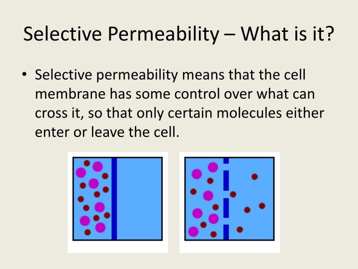 PPT - Selective Permeability PowerPoint Presentation - ID:2134226