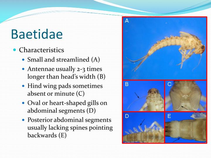PPT - Identification of families of aquatic insects PowerPoint ...
