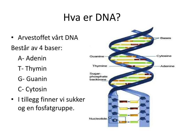 PPT - DNA/RNA PowerPoint Presentation - ID:2135264