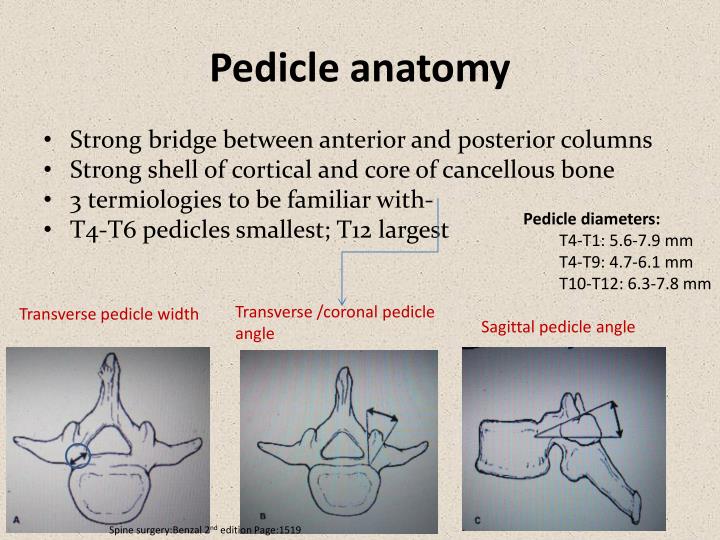 PPT - THORACO-LUMBAR PEDICLE SCREW FIXATION PowerPoint Presentation ...