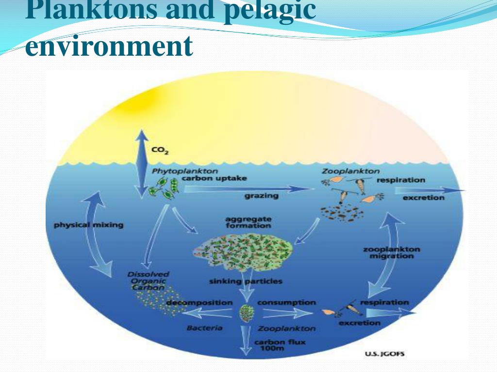 PPT - Biodiversity of Pakistan challenges in conservation PowerPoint ...