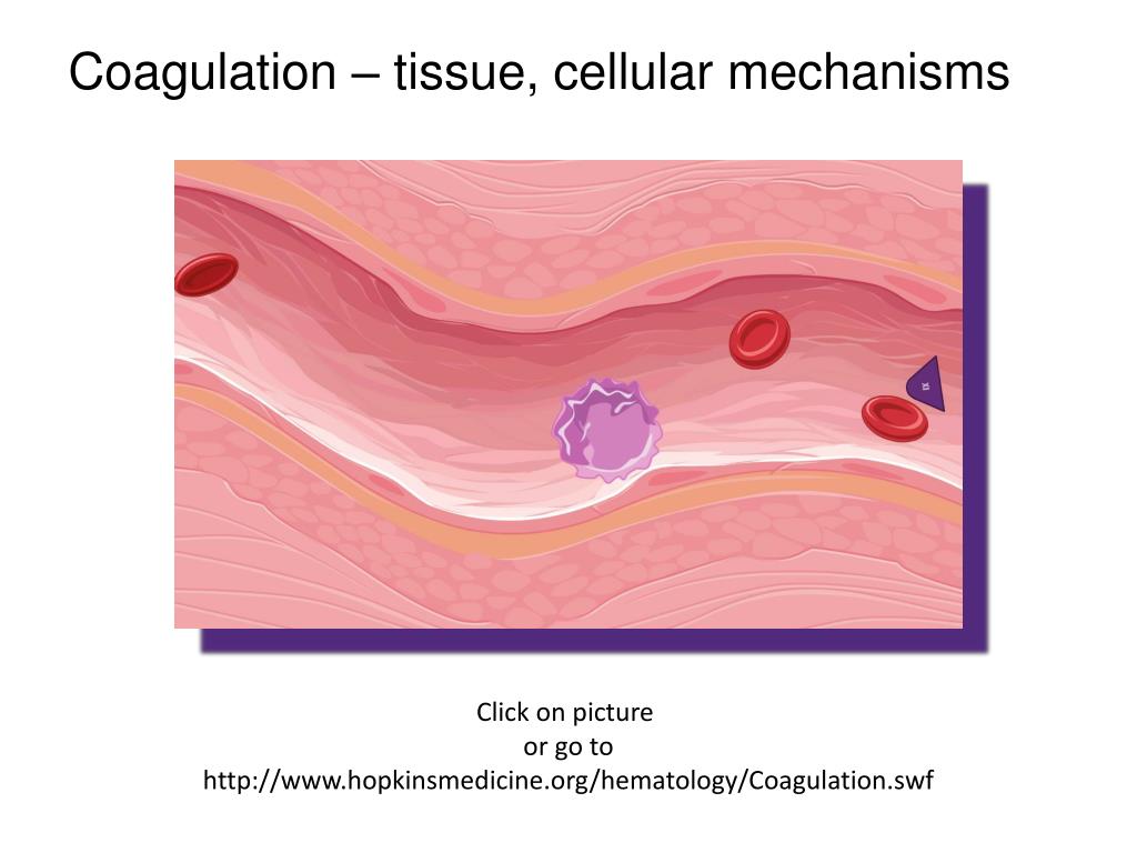 PPT - New generation anticoagulants Dr Lee Banting 2PHA406 Drug Design ...