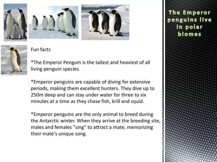 PPT - The Emperor penguins live in polar biomes PowerPoint Presentation ...