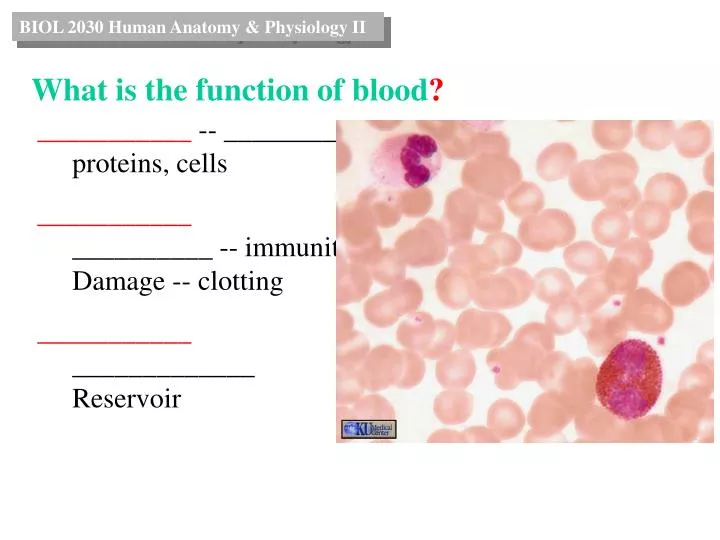 PPT - What is the function of blood ? PowerPoint Presentation, free ...
