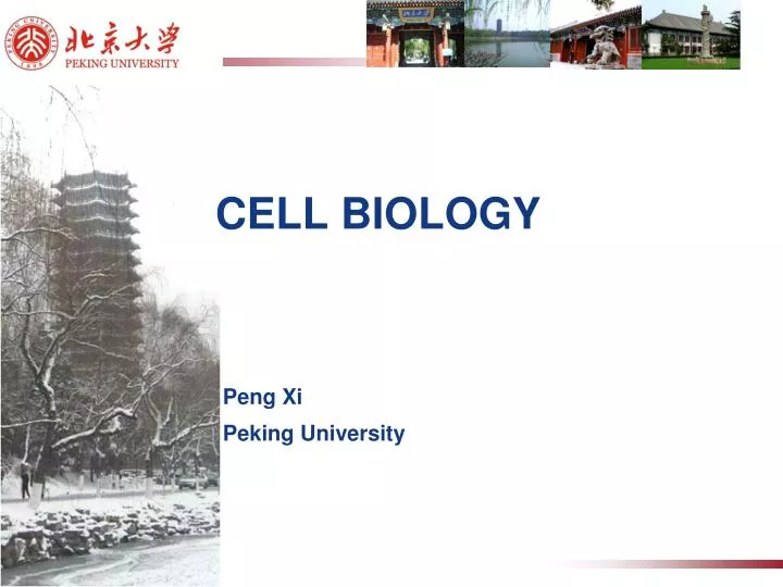 PPT - Cell biology PowerPoint Presentation, free download - ID:2135995