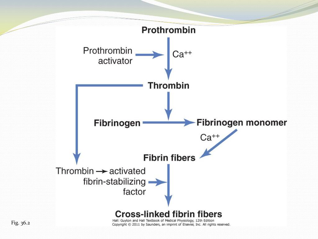 PPT - Unit Six: Blood Cells, Immunity, and Blood Coagulation PowerPoint ...