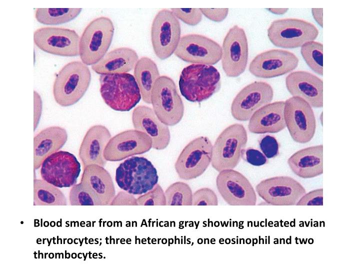 PPT - Aim : To make a blood smear and to count the different types of ...
