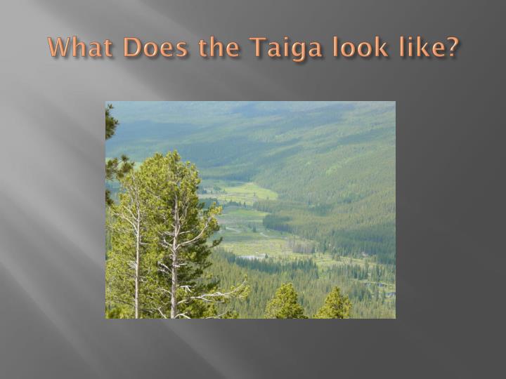 PPT - TAIGA (Coniferous forest) PowerPoint Presentation - ID:2136460