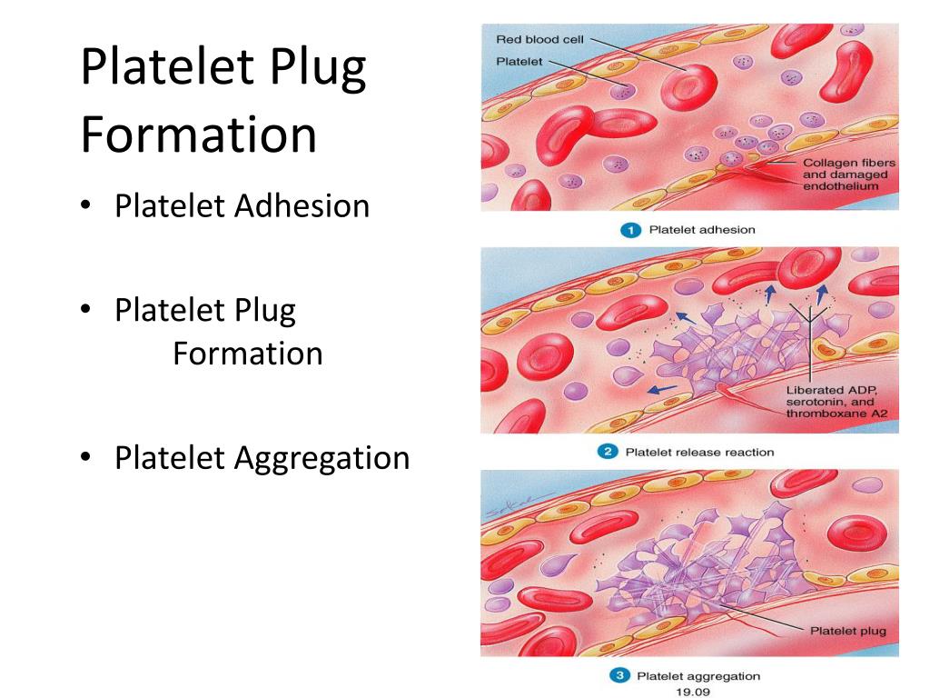 PPT BLOOD PowerPoint Presentation Free Download ID 2136627 PPT BLOOD PowerPoint Presentation Free Download ID 2136627