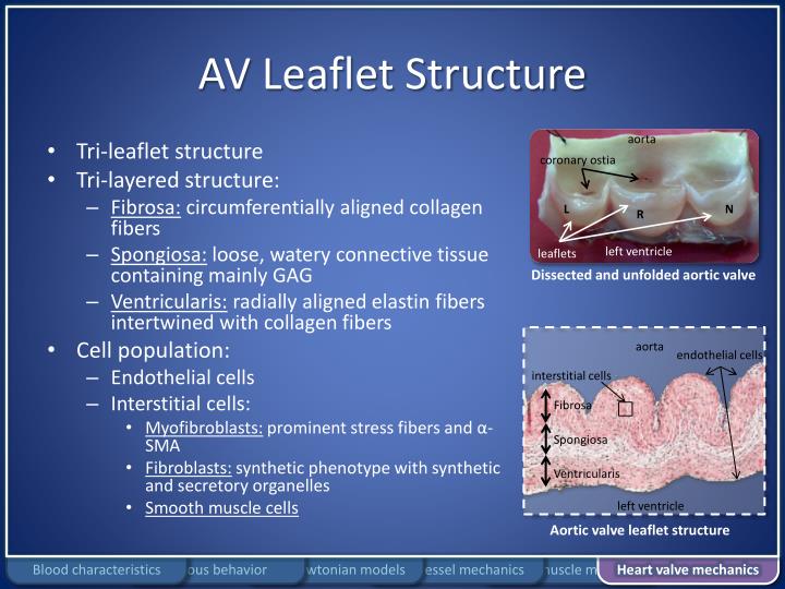 PPT - AME 60676 Biofluid & Bioheat Transfer PowerPoint Presentation ...
