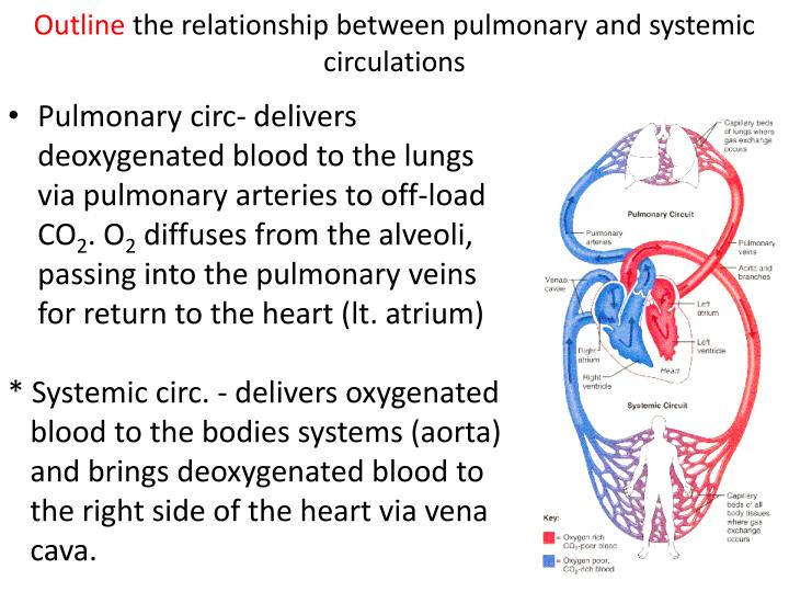 PPT - Topic 2.2 Structure and Function of the Cardiovascualr System ...