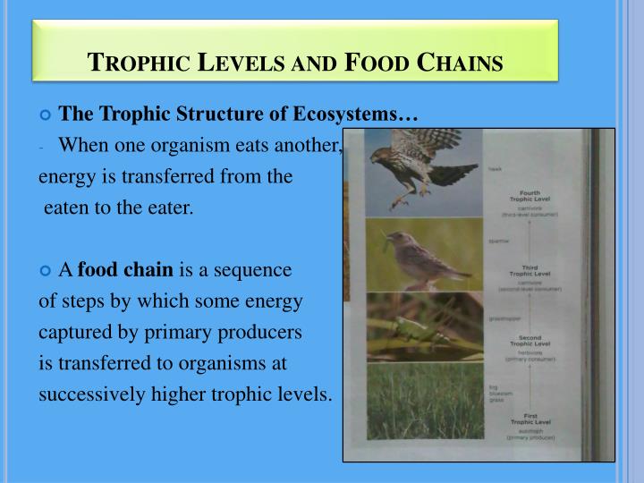 PPT - CH. 47 – Ecosystems PowerPoint Presentation - ID:2137491