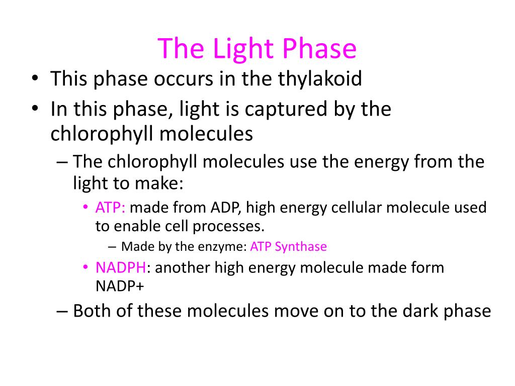 PPT - Photosynthesis PowerPoint Presentation, free download - ID:2138248