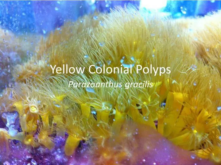 PPT - Yellow Colonial Polyps PowerPoint Presentation, free download ...
