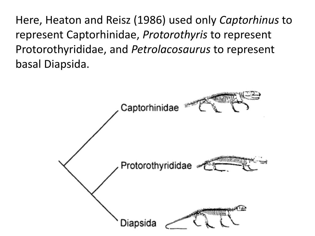 PPT - BIOLOGY 622 – FALL 2014 BASAL AMNIOTA - STRUCTURE AND PHYLOGENY ...