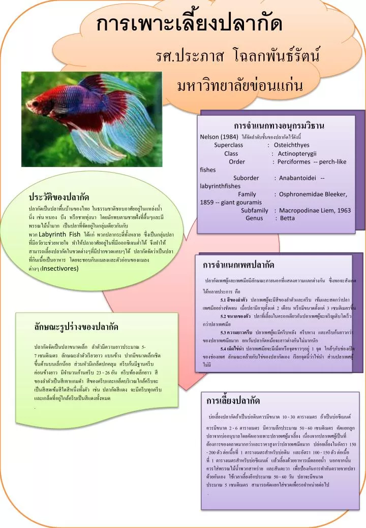 PPT - การเพาะเลี้ยงปลากัด PowerPoint Presentation - ID:2139174