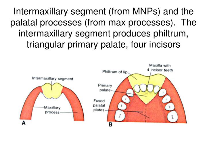 PPT - Craniofacial and Pharyngeal Arch Development PowerPoint ...